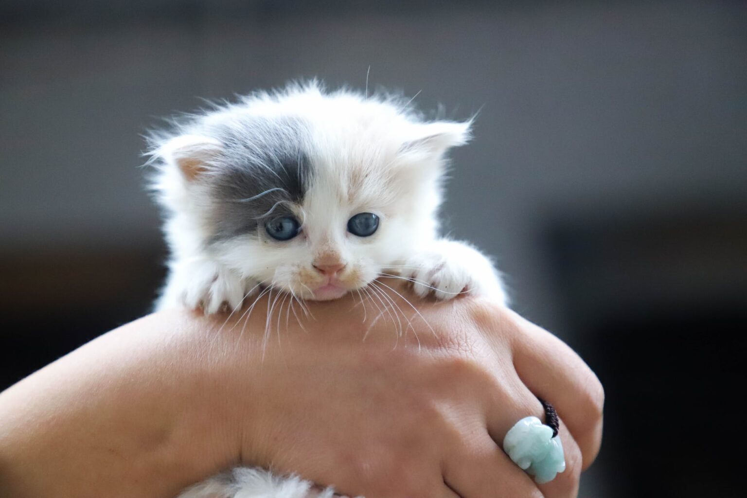 How to Take Amazing Photos of Your Pets?|Amazing Photos of Pets