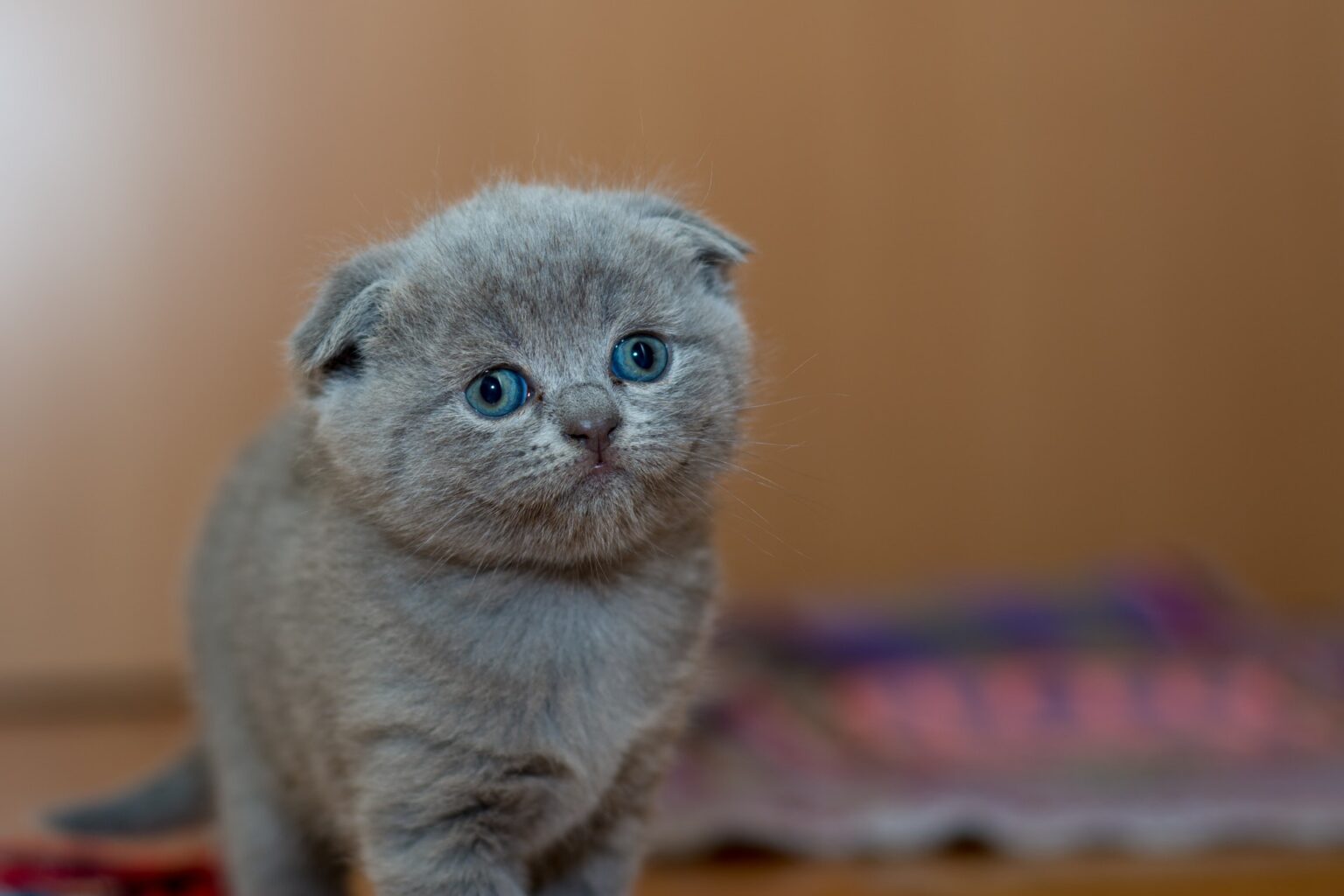 How to Take Amazing Photos of Your Pets?|Amazing Photos of Pets